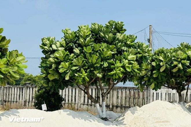 Square-fruit Malabar Almond trees on Ly Son Island