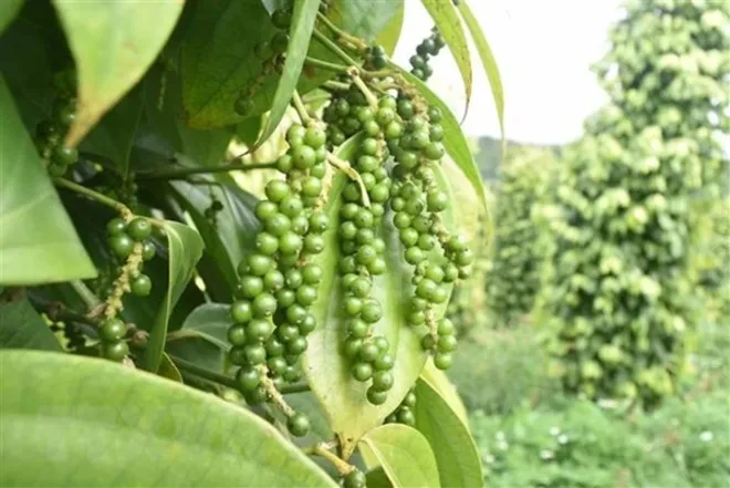 Vietnam's pepper export nears USD 500 million