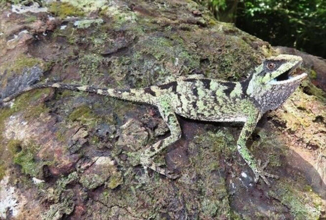 Two new lizard species discovered in Vietnam