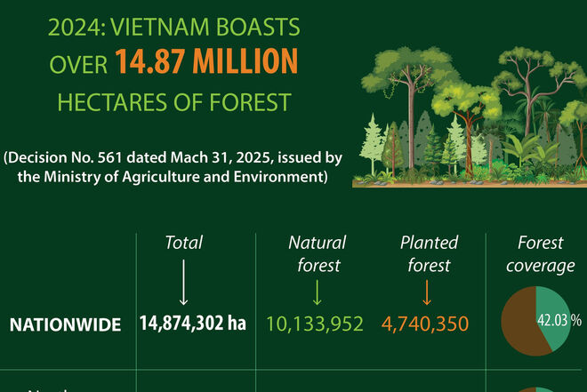 Vietnam boasts over 14.87 million hectares of forest in 2024